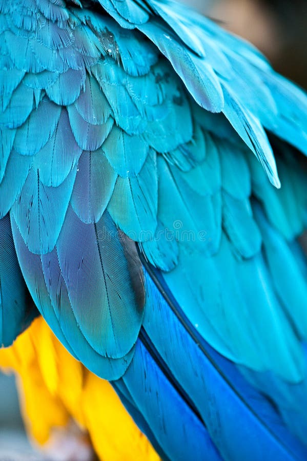 Blue feather stock image. Image of macaw, close, tropical - 10769917