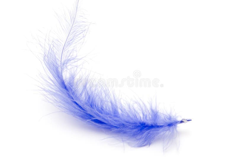 Blue feather stock photo. Image of macro, dove, white - 4975800