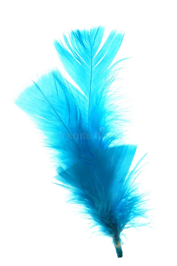 Blue feather stock image. Image of blue, back, feathers - 9226953