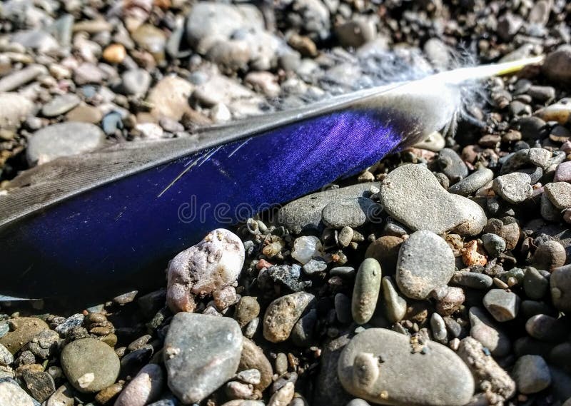 Blue feather stock photo. Image of walks, river, mallard - 96567234
