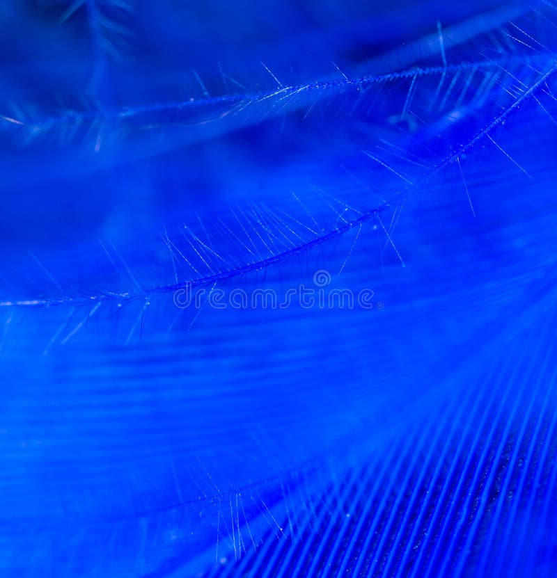 A Blue Feather As an Abstract Background Stock Image - Image of ...