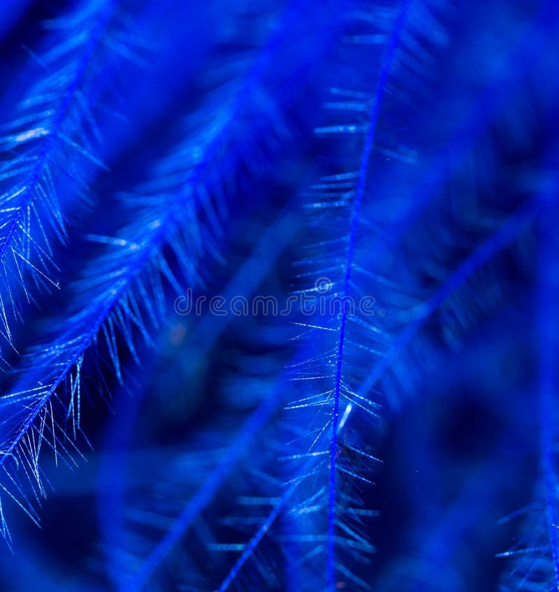 A Blue Feather As an Abstract Background Stock Photo - Image of soft ...