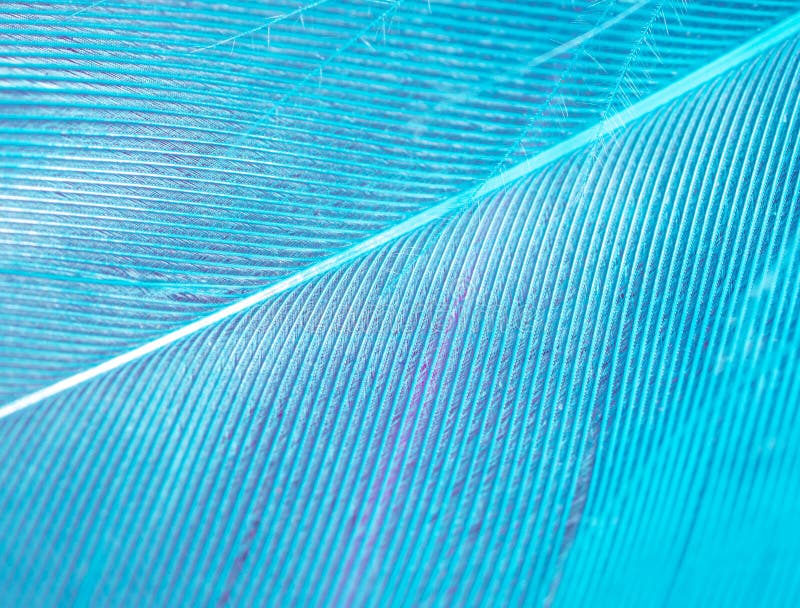 Blue Feather As an Abstract Background Stock Photo - Image of beauty ...