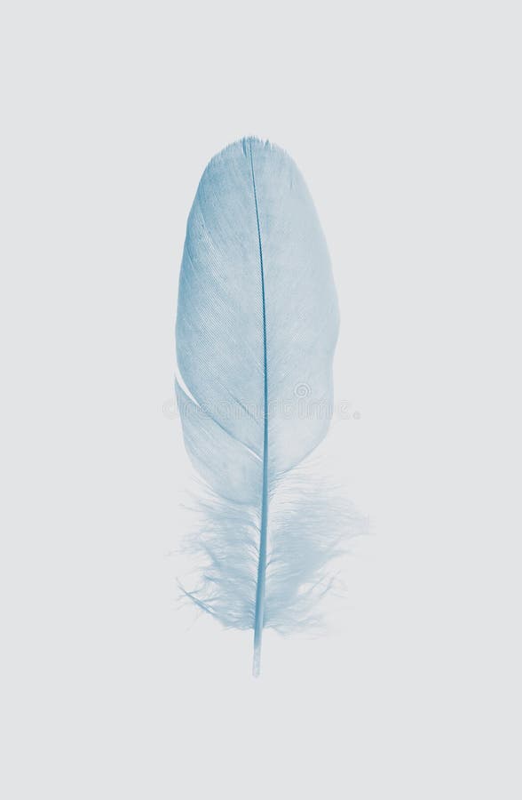 Blue feather stock image. Image of blue, background, detail - 66105881