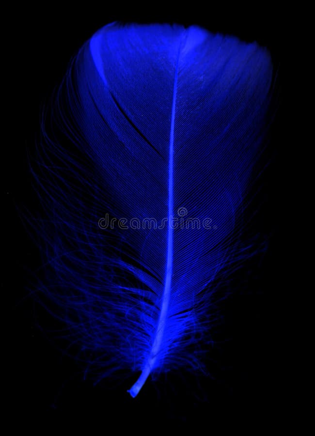 Blue Feather Wallpaper
