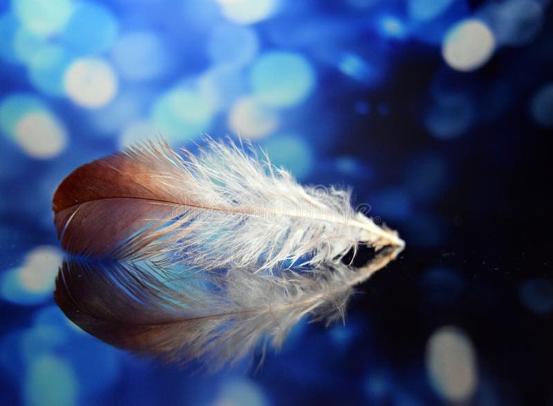 Blue, Feather, Close Up, Macro Photography Stock Photo - Image of ...