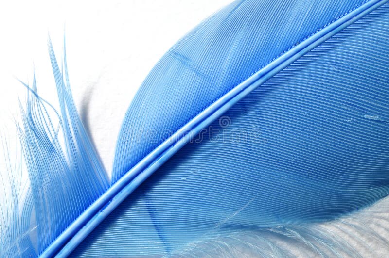 Blue feather detail stock photo. Image of delicate, background - 38389542