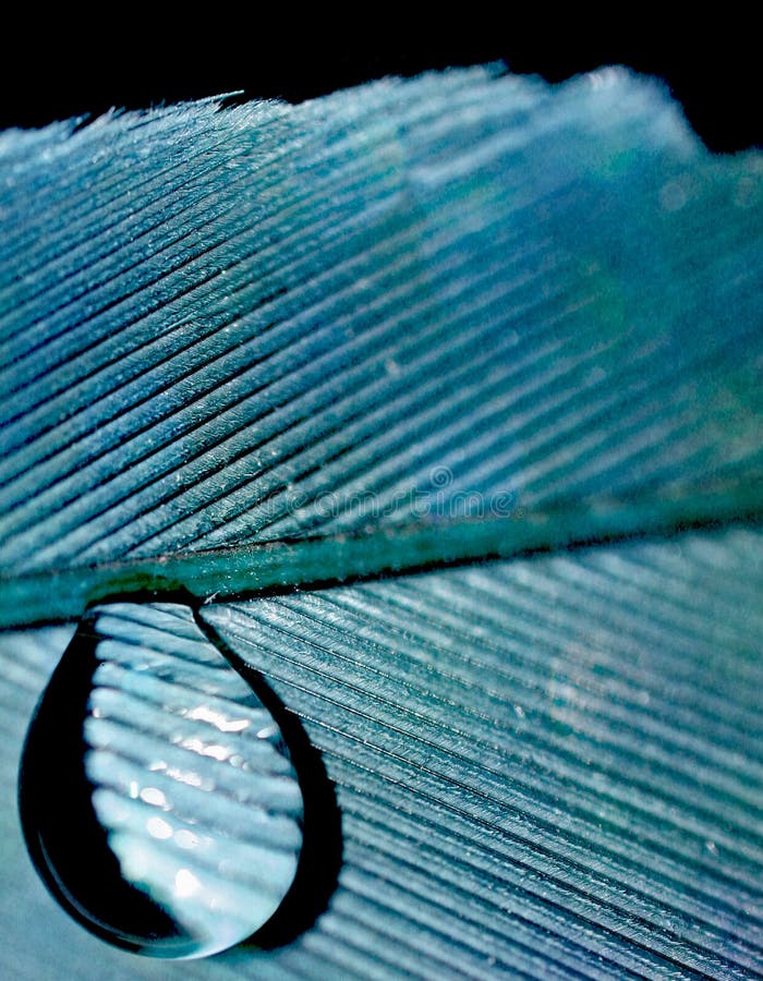 Blue Feather Drop stock photo. Image of water, macro - 15282084