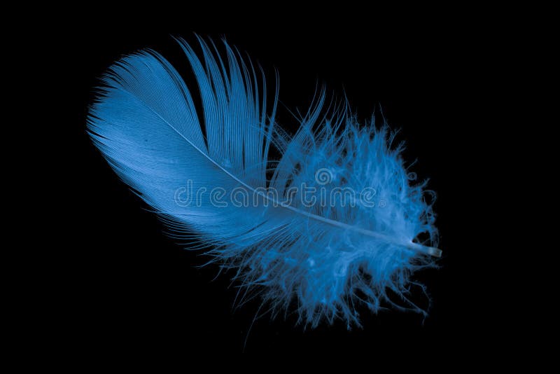 Blue Feather of a Goose on a Black Background Stock Photo - Image of ...