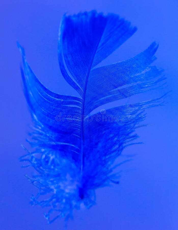 Blue Feather Isolated on Blue Background Stock Photo - Image of plumage ...