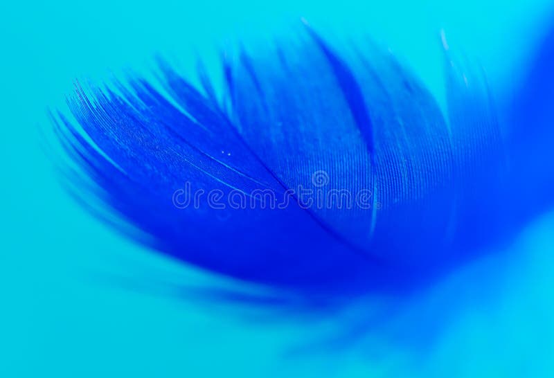 Blue Feather Isolated on Blue Background Stock Image - Image of pattern ...