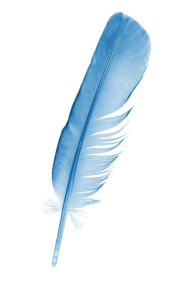Blue feather stock image. Image of object, color, freedom - 39521843