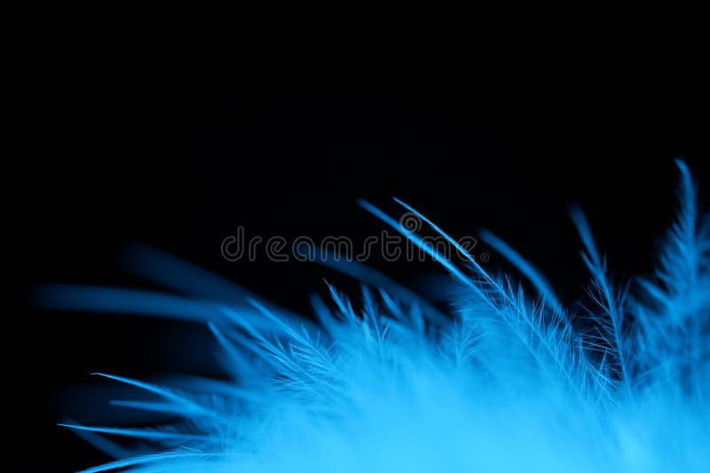 Blue Feather in Macro, Bird Feather, Cold Light Stock Photo - Image of ...