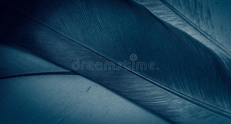 Blue Feather Pigeon Macro Photo. Texture or Background Stock Photo ...