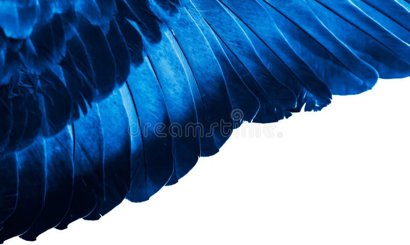 Blue Feather Pigeon Macro Photo. Texture or Background Stock Photo ...