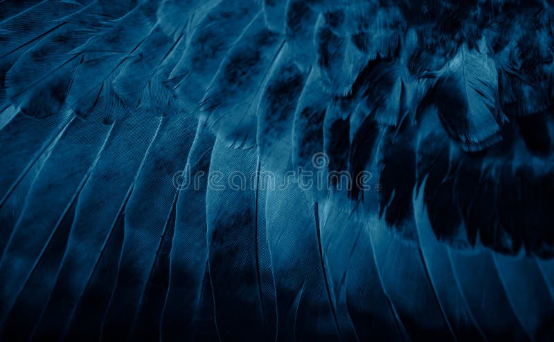 Blue Feather Pigeon Macro Photo. Texture or Background Stock Photo ...