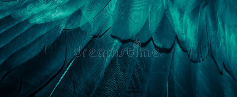 Blue Feather Pigeon Macro Photo. Texture or Background Stock Image ...