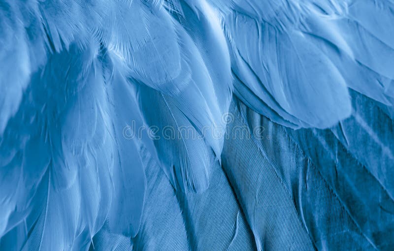 Blue Feather Pigeon Macro Photo. Texture or Background Stock Photo ...