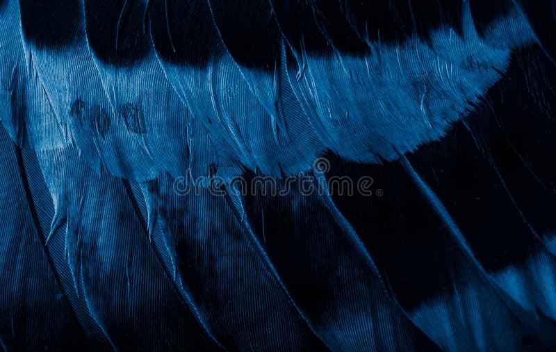 Blue Feather Pigeon Macro Photo. Texture or Background Stock Image ...