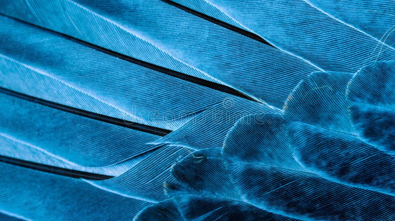 Blue Feather Pigeon Macro Photo. Texture or Background Stock Photo ...