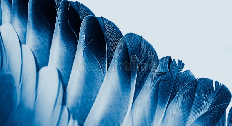 Blue Feather Pigeon Macro Photo. Texture or Background Stock Image ...