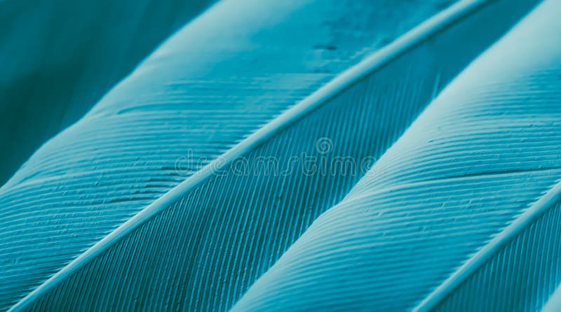 Blue Feather Pigeon Macro Photo. Texture or Background Stock Image ...