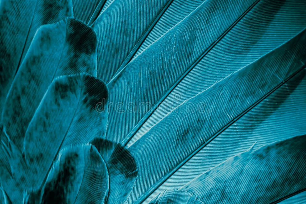 Blue Feather Pigeon Macro Photo. Texture or Background Stock Photo ...