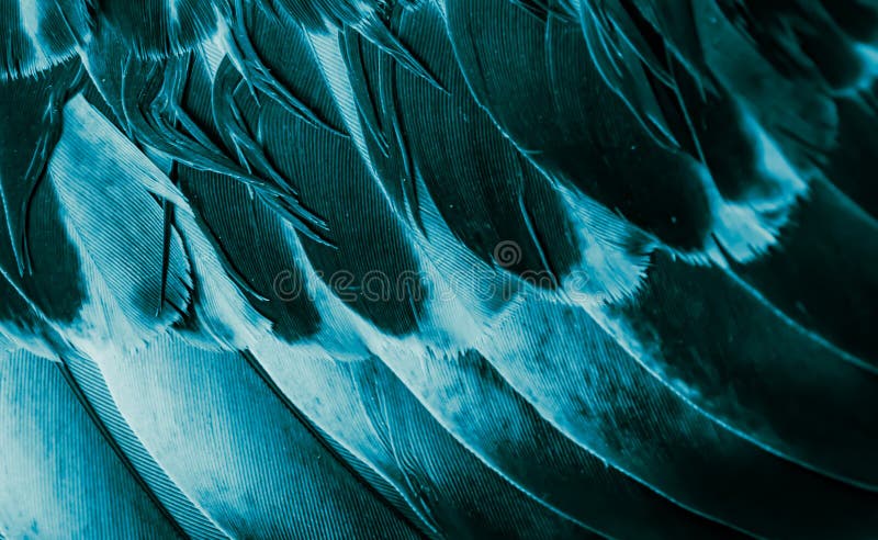Blue Feather Pigeon Macro Photo. Texture or Background Stock Photo ...