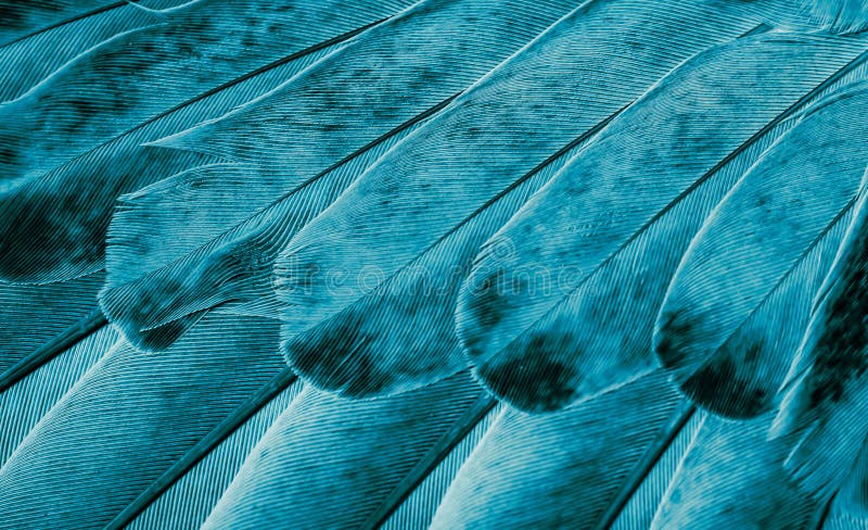 Blue Feather Pigeon Macro Photo. Texture or Background Stock Image ...