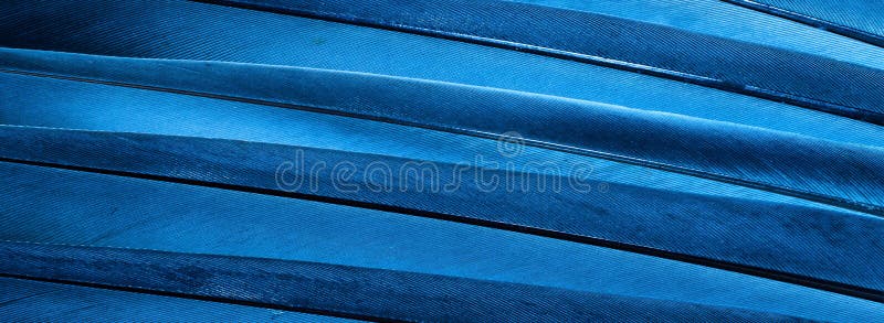 Blue Feather Pigeon Macro Photo. Texture or Background Stock Photo ...