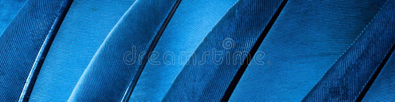 Blue Feather Pigeon Macro Photo. Texture or Background Stock Image ...