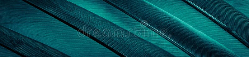 Blue Feather Pigeon Macro Photo. Texture or Background Stock Image ...