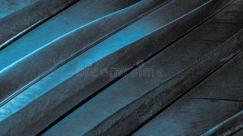 Blue Feather Pigeon Macro Photo. Texture or Background Stock Photo ...