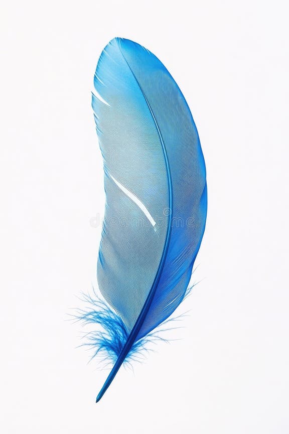 Blue Feather on White Background Stock Image - Image of form, pattern ...