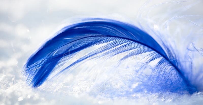Blue Feather on White Snow in Winter. Close-up Stock Photo - Image of ...