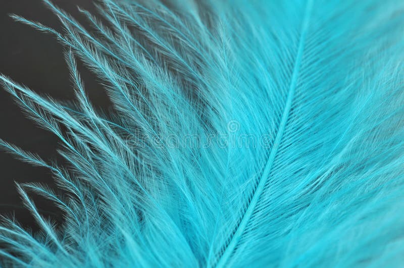 Native American Indian Duck Feathers Detail. Stock Photo - Image of ...