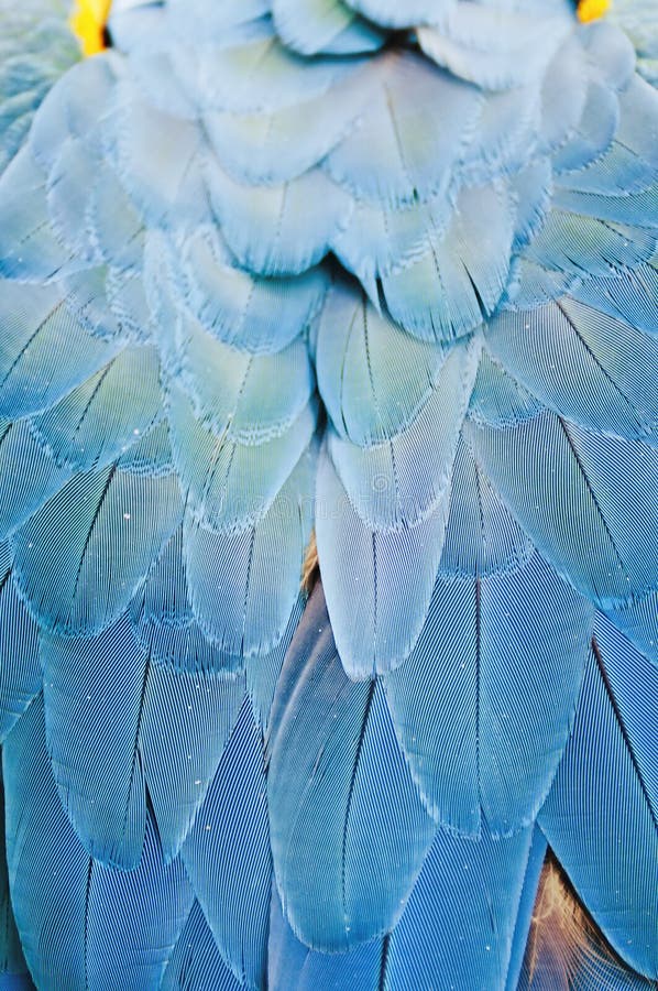 Blue feathers stock image. Image of bird, feather, green - 21654265