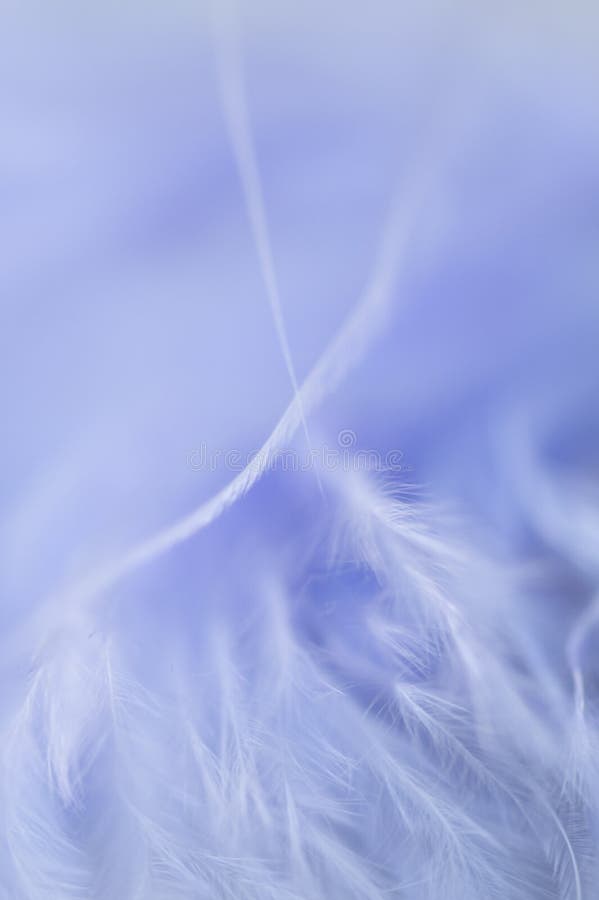 Blue Feathers. Abstract Background Stock Photo - Image of detail, airy ...