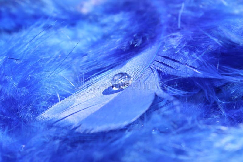 Blue Feathers stock image. Image of nature, soft, macro - 33539561