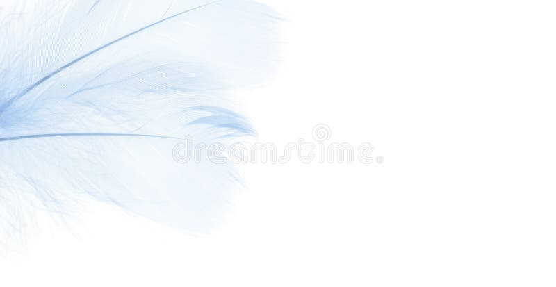 Blue Feathers in a Corner on White Background Stock Image - Image of ...