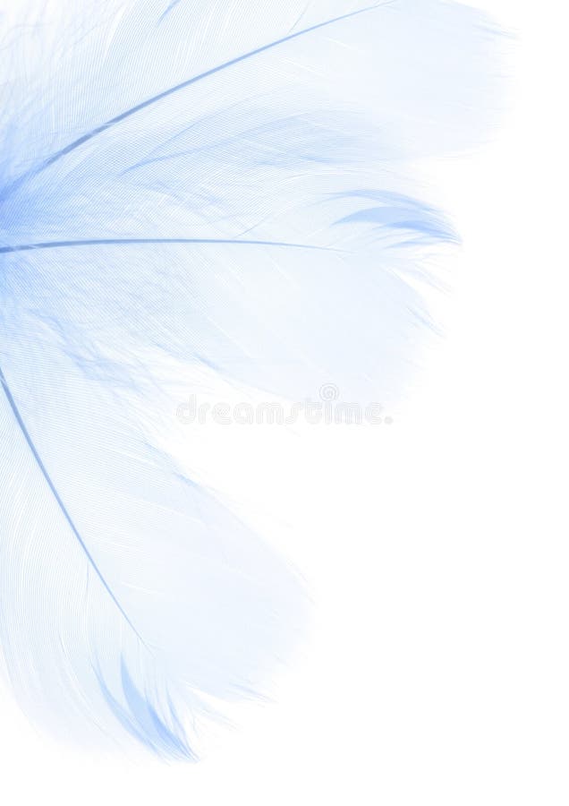 Blue Feathers in a Corner on White Background Stock Image - Image of ...