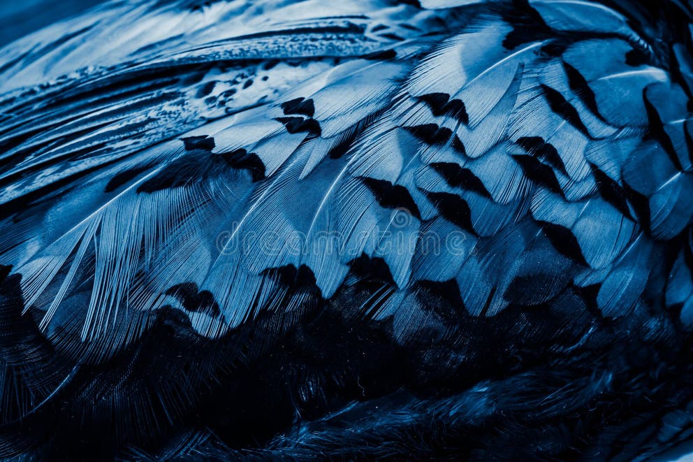 Blue Feathers with an Interesting Pattern. Background Stock Image ...