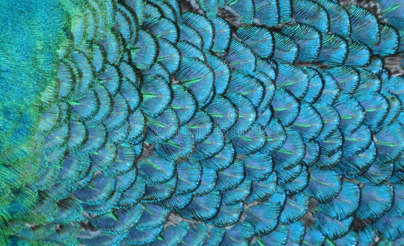 Blue Feathers stock image. Image of wildlife, feather - 64461497