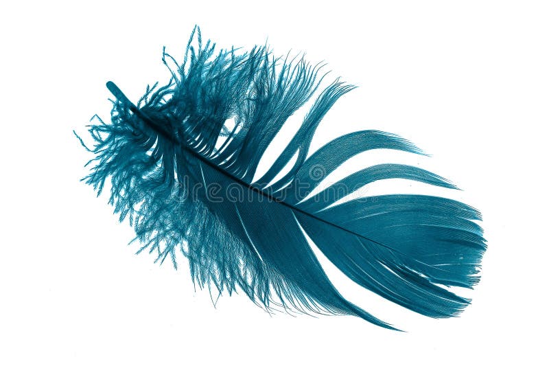 Blue Feathers on White Isolated Background Stock Image - Image of ...