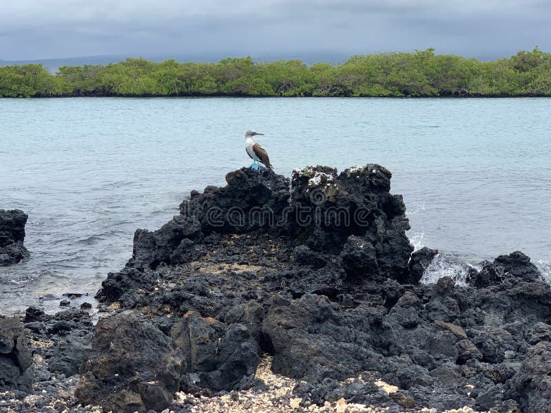 A Blue Feet Bubble in the Galapagos Islands Stock Photo - Image of bird ...