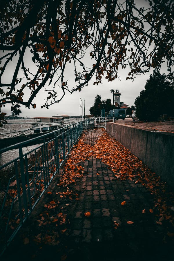 Golden leaves and pears stock image. Image of light - 264964943