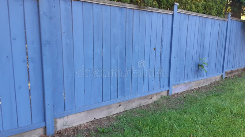 Blue Fence with Vine stock image. Image of blue, outside - 149406825