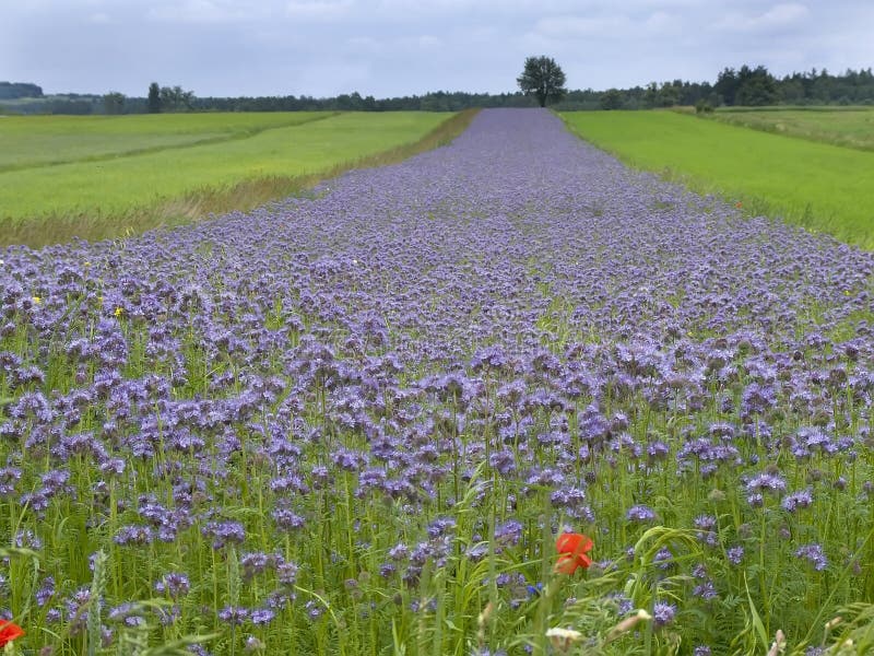 Blue field stock image. Image of agriculture, pollen - 12916337