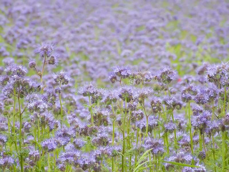 Blue field stock photo. Image of flowers, subshrub, honey - 12916366