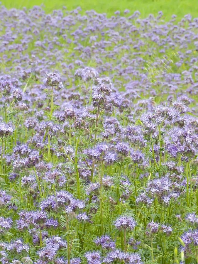Blue field stock photo. Image of flower, blue, farm, prairie - 12916448